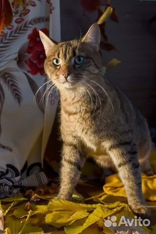 Люцифер ищет дом