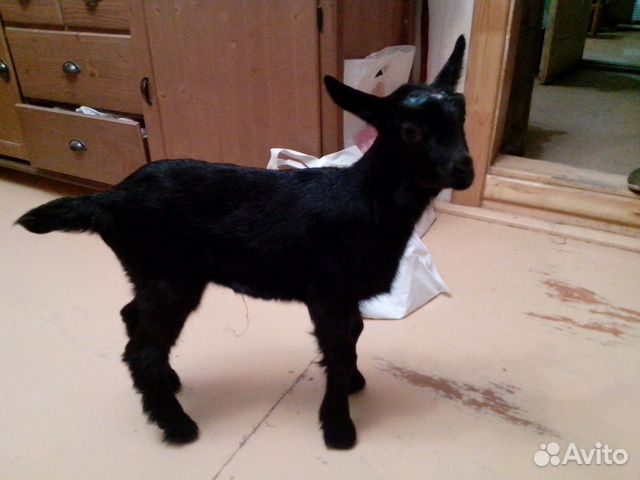 Альпийский козлик