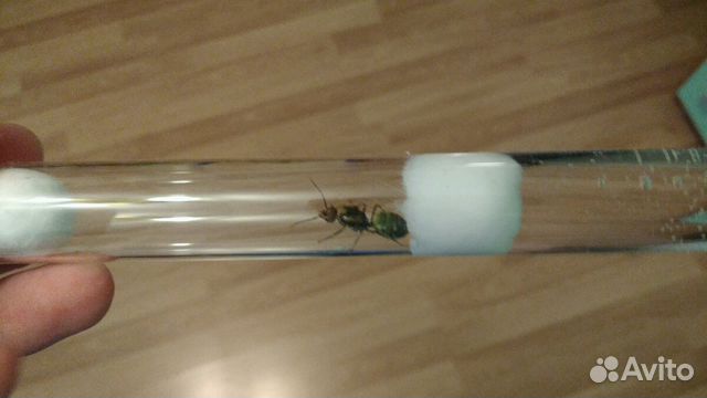 Муравьи Oecophylla smaragdina(с расплодом)
