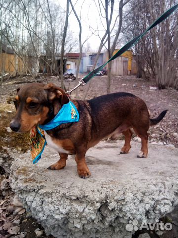 Просто царь ищет королеву и полквартиры впридачу