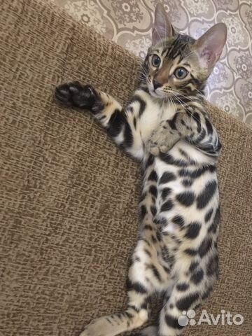 Бенгальскаий котенок