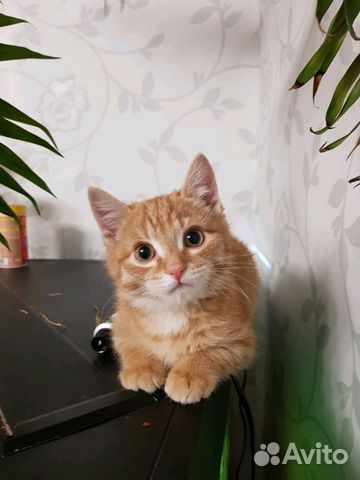 Рыжий - рыжий полосатый ищет дом