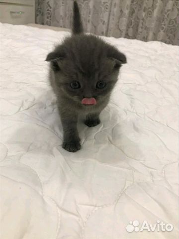 Британские вислоухие котятки