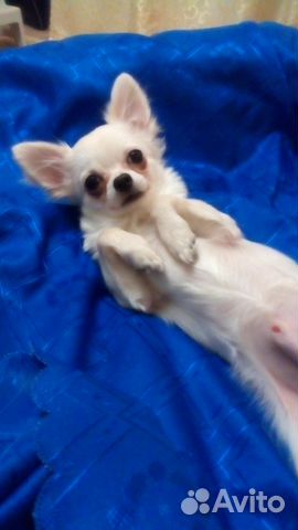 Щенок чихуа хуа и пуделя