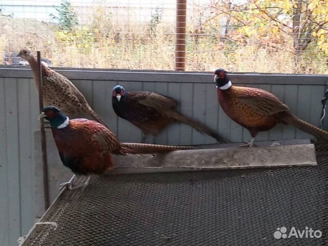 Фазан охотничий