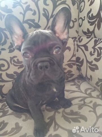 Ушастое чудо