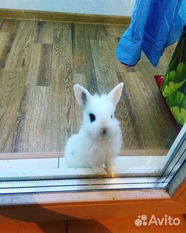 Крольчонок с клеткой