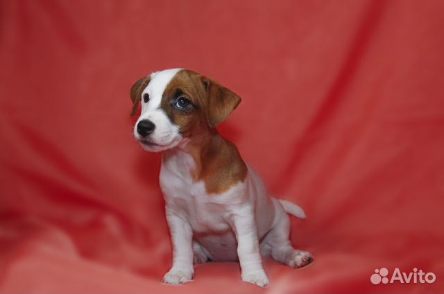 Щенок девочка Кенди