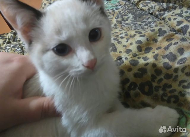 Котёночек в заботливые руки