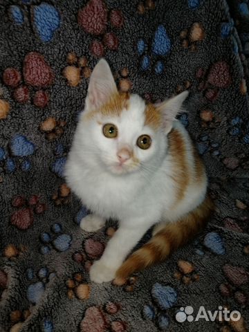 Котёнок Спрайт ищет своих хозяев