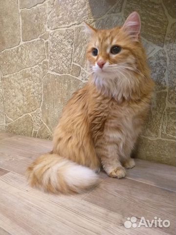 Нужно спасти кота