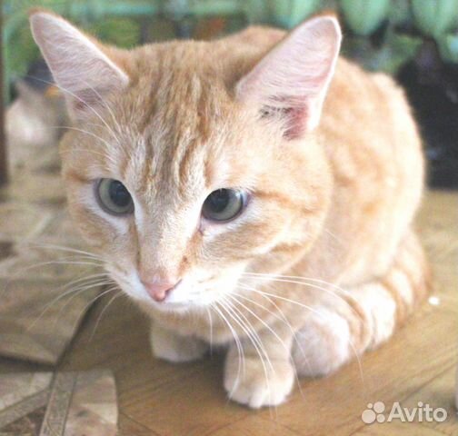 Котёнок-подросток нежно-рыжего окраса