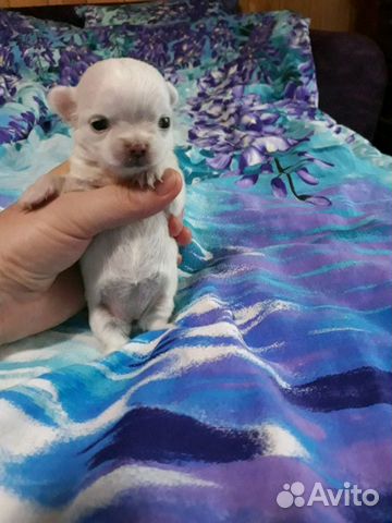 Белая Чихуашка