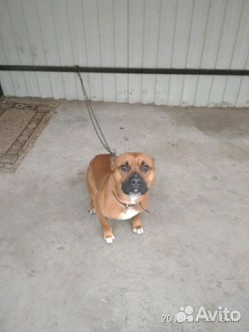 Отдам в хорошие руки собаку Стаффорд,кобель 1 год