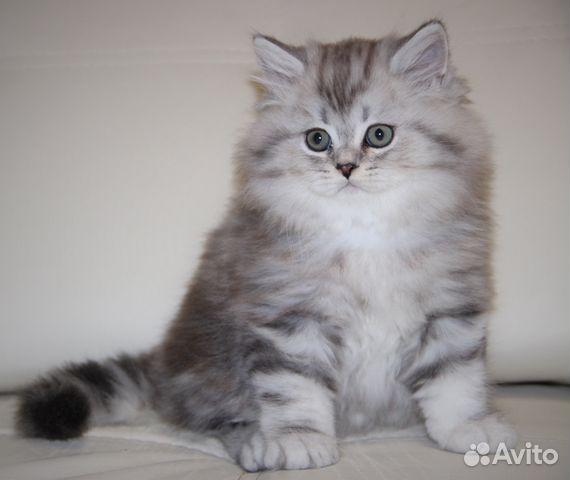 Роскошный британский кот