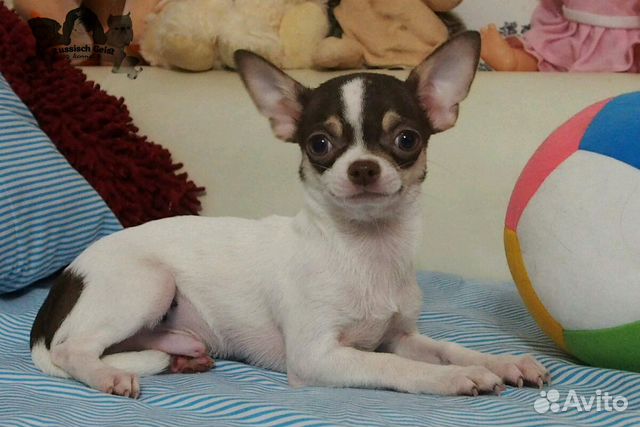 Шикарный мальчик Виски, 5 мес