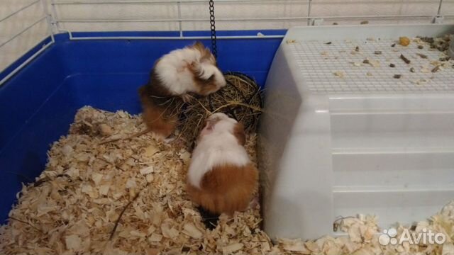 Морские свинки 1мес