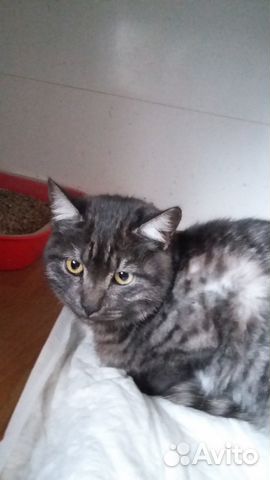 Шикарный молодой котик в добрые руки