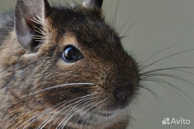 Отдам Чилийскую белку(Дегу)