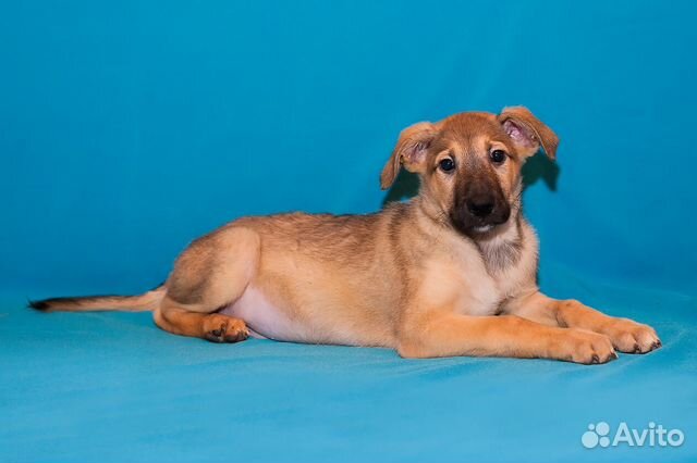 Щенок Ральф в добрые руки