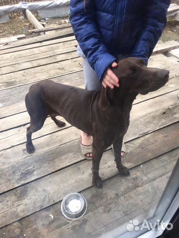 Найден курцхаар Ростовское море