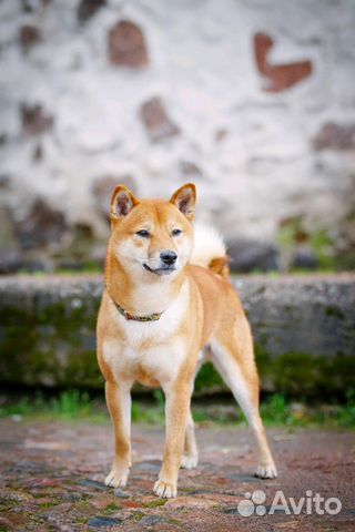 Кобель для вязки сиба ину (шиба ину)