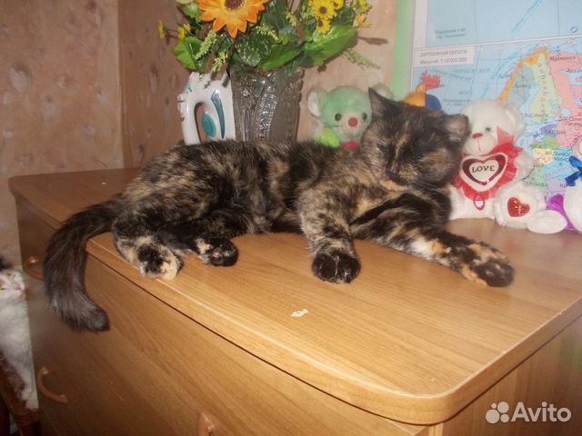Зеленоглазая кошка в добрые руки
