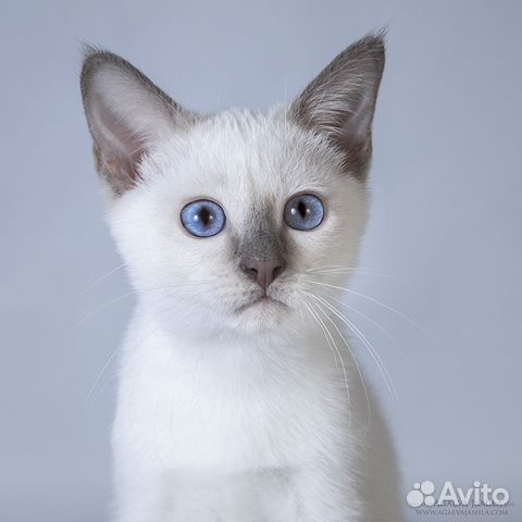 Тайский котенок редкого окраса