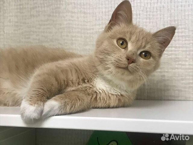 Отдаю котенка редкого шафранового окраса в дар