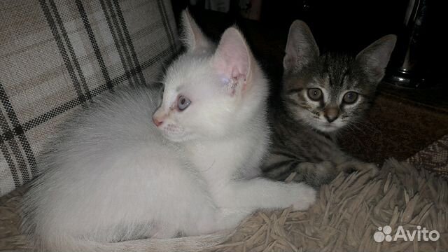 Белый и серый)