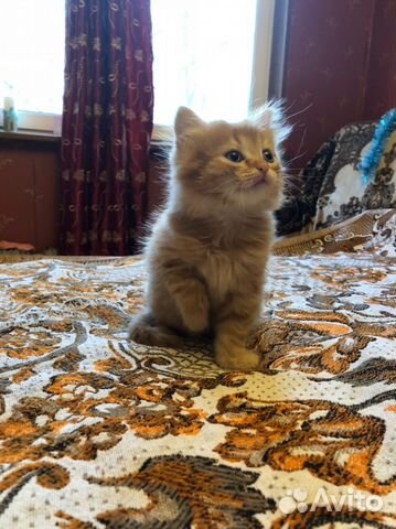 Отдам котенка