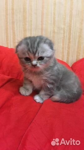 Продам Британскую плюшевую кошечку