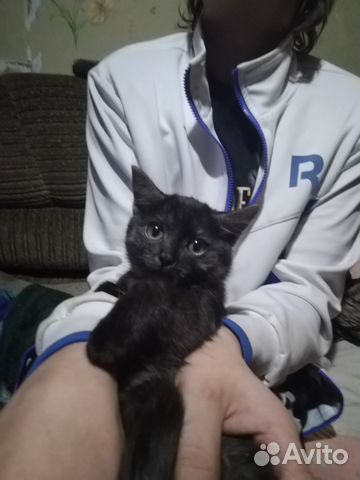 Отдам прелестных котят