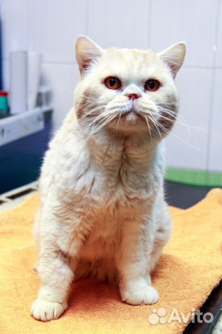 Кот британец в добрые руки