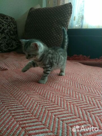 Котята бурмиллы и шотландца