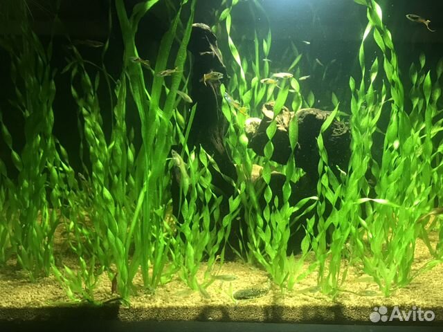 Валиснерия и другие растения