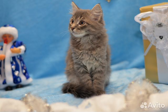 Серый мегаласковый котенок