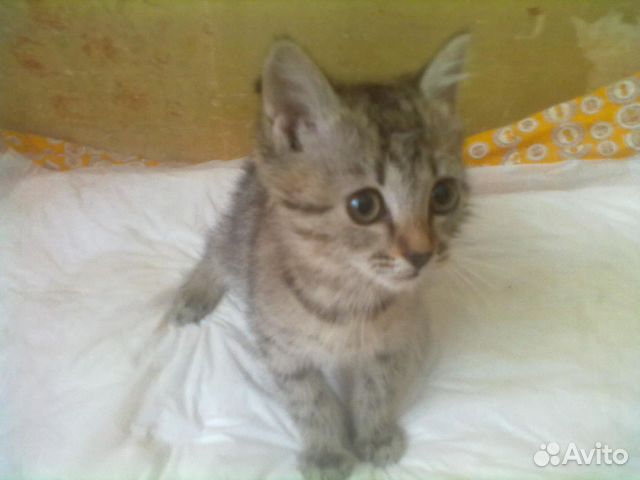 Котёнок в добрые руки