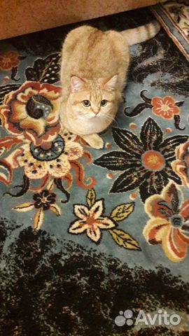Продается породистая кошка