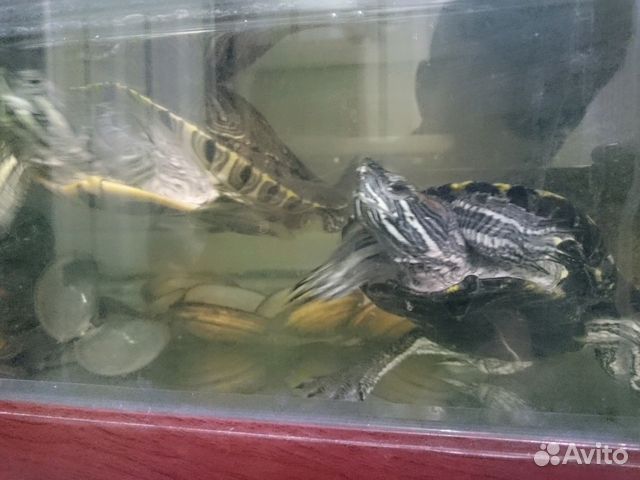 Отдадим в хорошие руки красноухих черепах