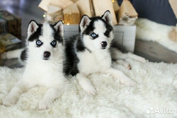 Хасята Голубоглазые и Разноглазые