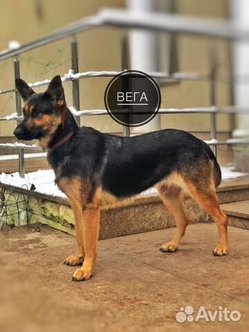 Вега, овчарка в Дар