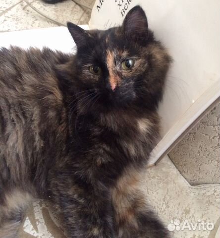 Кошка черепаховая