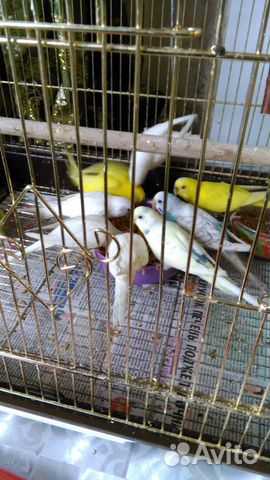 Волнистые папугаи