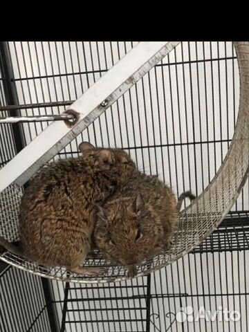 Дегу, мальчики, в добрые руки с приданым