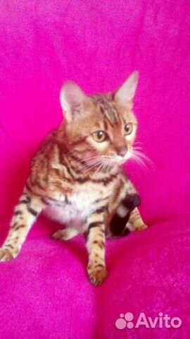 Котятки бенгалы