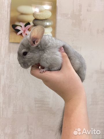 Шиншиллята