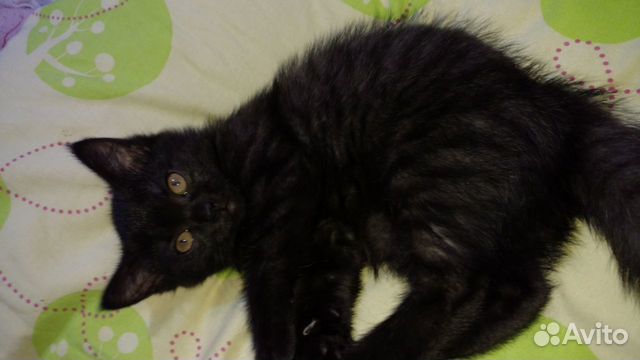 Котенок милашка