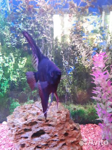 Продам Склярий черный