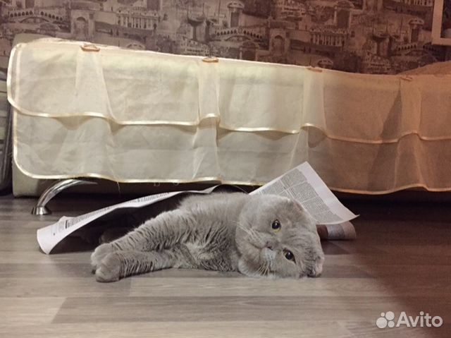 Вязка кота